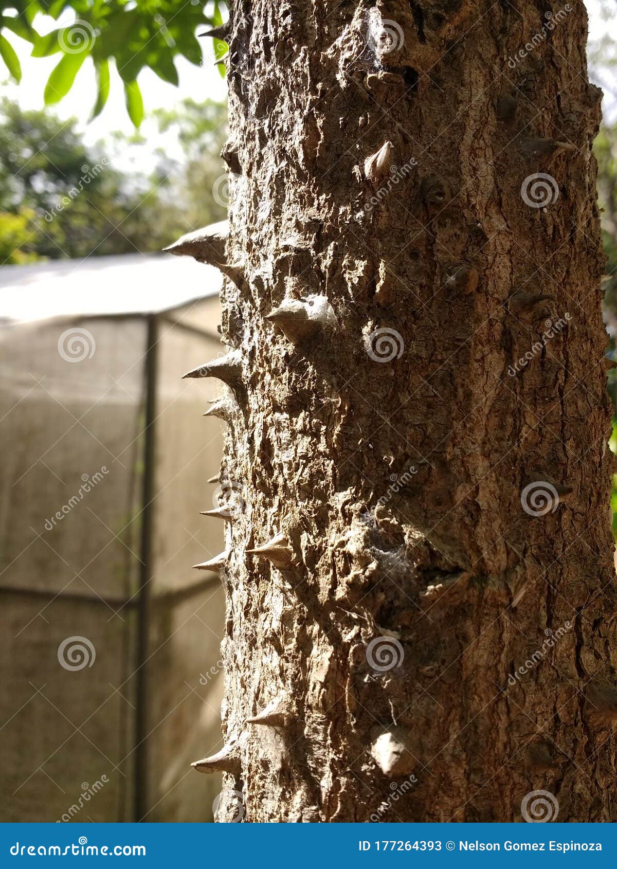 Prickly tree stock image. Image of strong, wood, nursery - 177264393