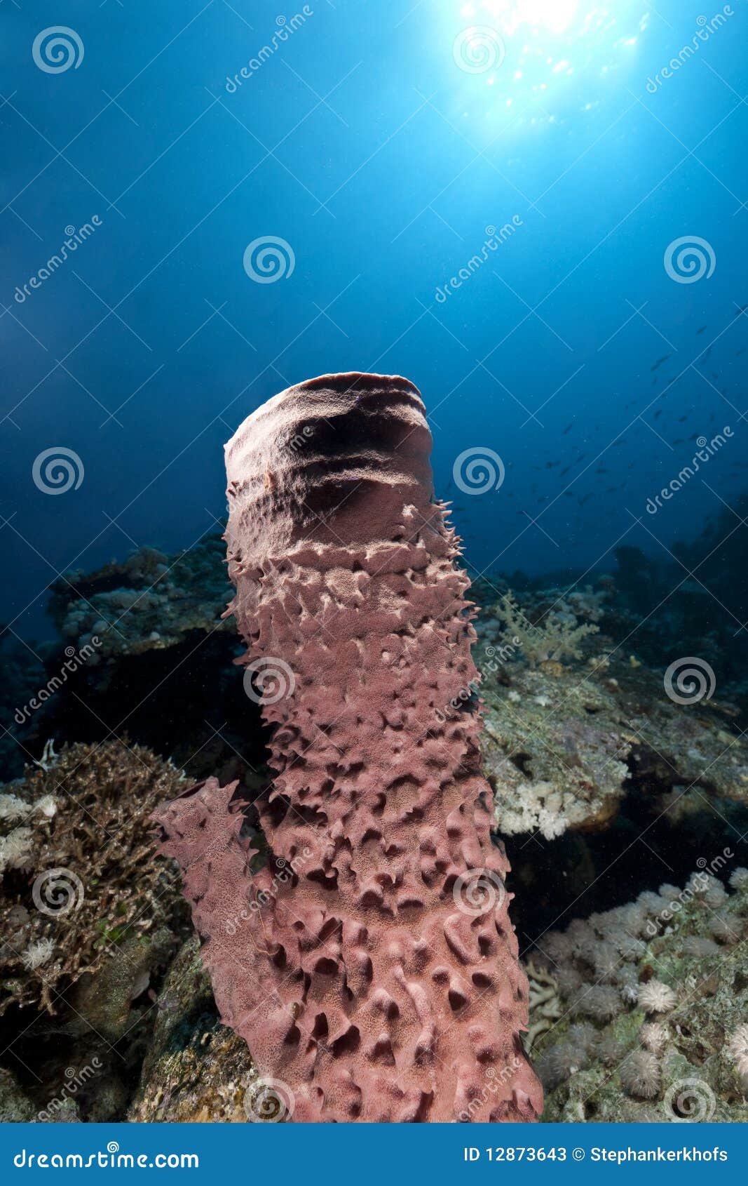Prickly tube sponge stock image. Image of coral, deep - 12873643