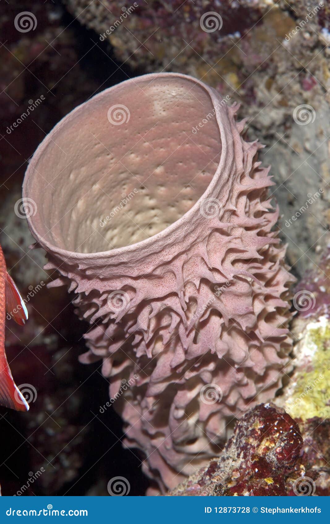 Prickly tube sponge stock photo. Image of aquatic, coral - 12873728