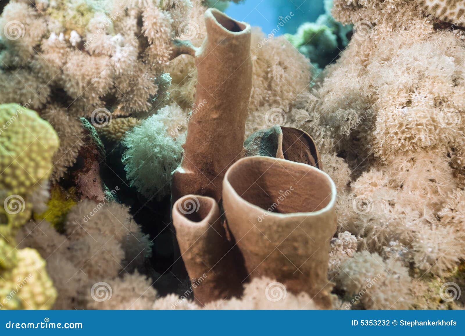 Prickly Tube-sponge (callyspongia Crassa) Stock Photo - Image of reef ...