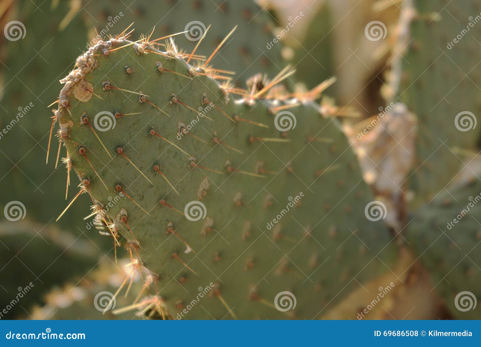 Pricky Pear Cactus Up Close Stock Photo - Image of united, nature: 69686508