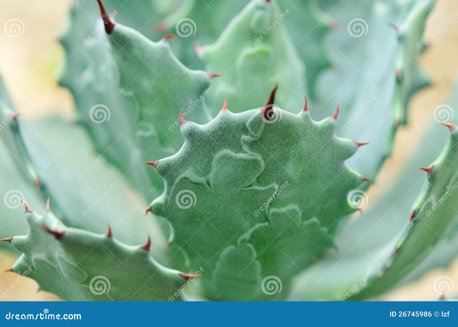 Pricky woestijninstallatie stock foto. Image of cactus - 26745986