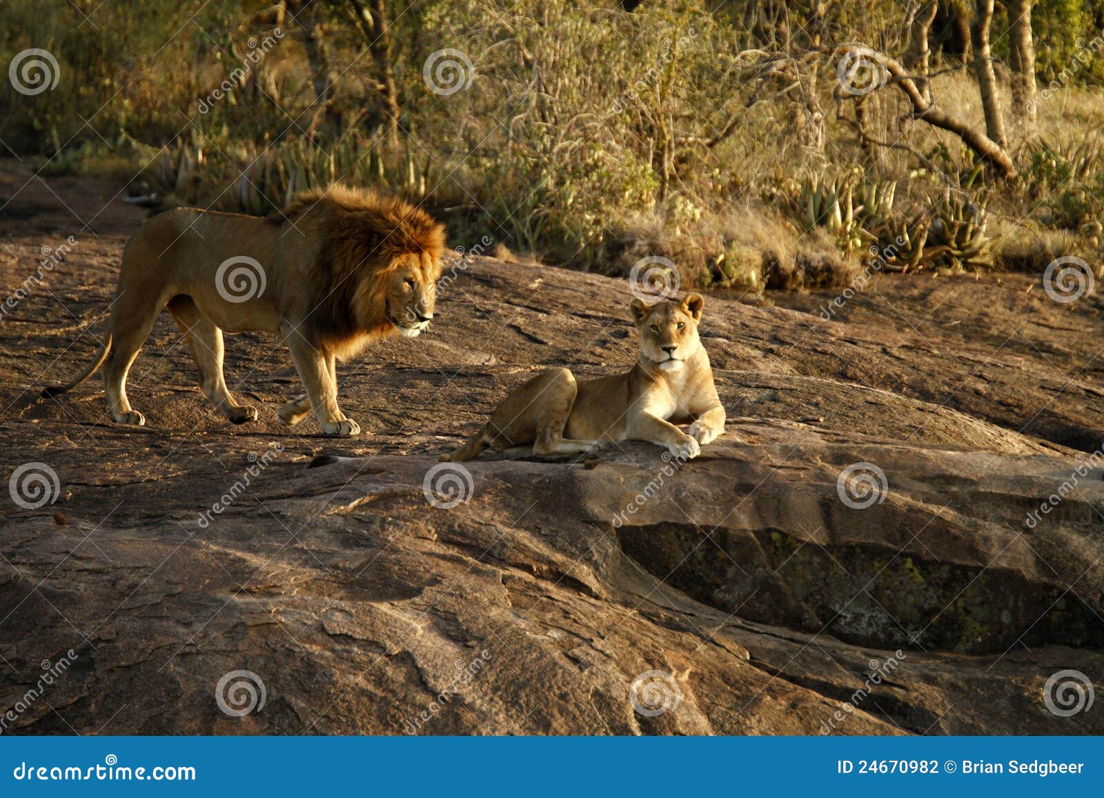 Pride of Africa stock photo. Image of animalia, africana - 24670982