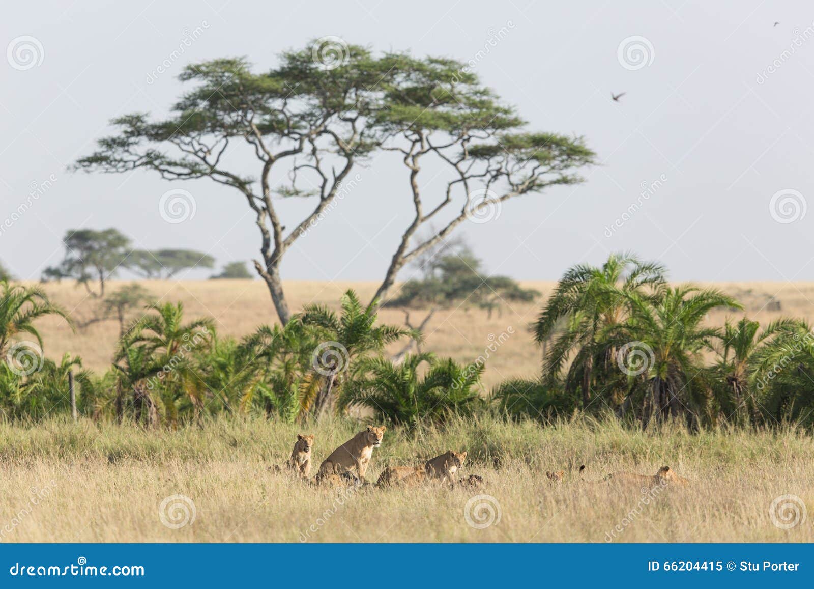 Pride Of African Lions In The Serengeti Tanzania Stock Image Image