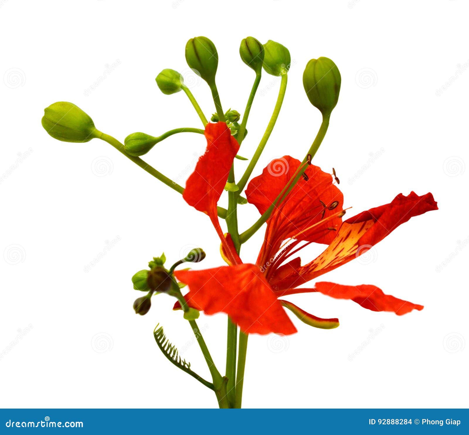 Pride of Barbados flower stock photo. Image of high, tasty - 92888284