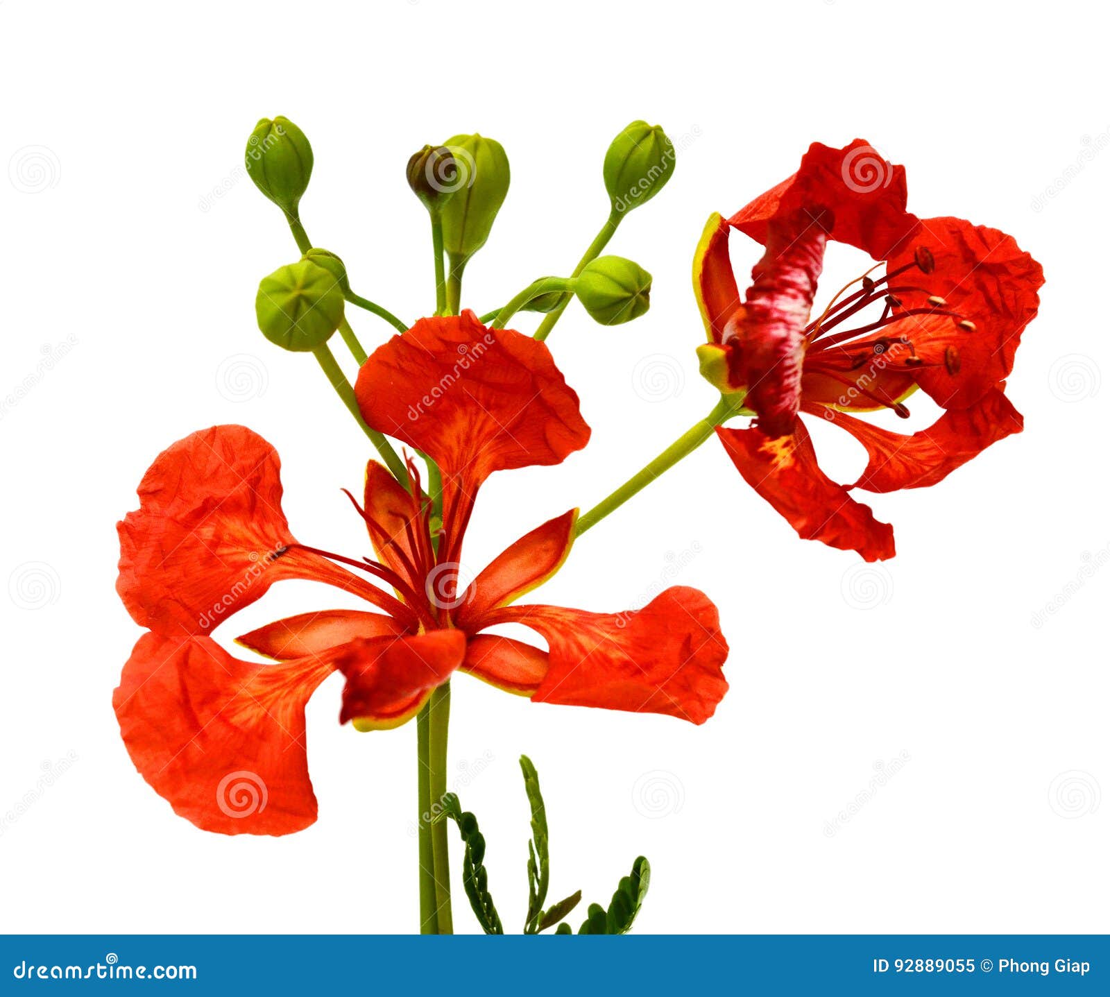 Pride of Barbados flower stock image. Image of high, thin - 92889055