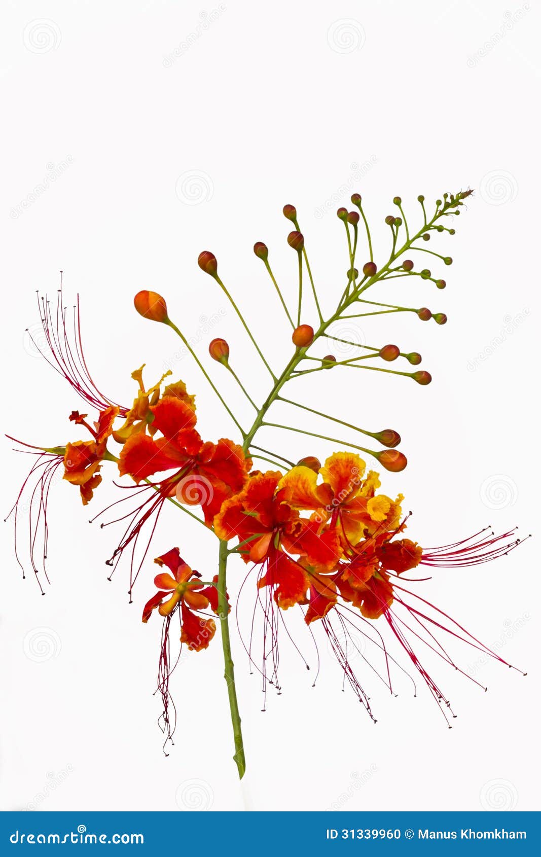 Pride of barbados flower stock photo. Image of bright - 31339960