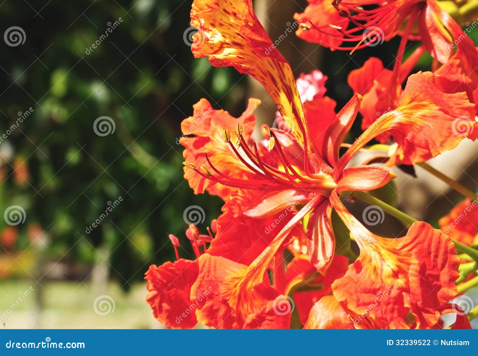 Pride of Barbados stock photo. Image of flower, petals - 32339522