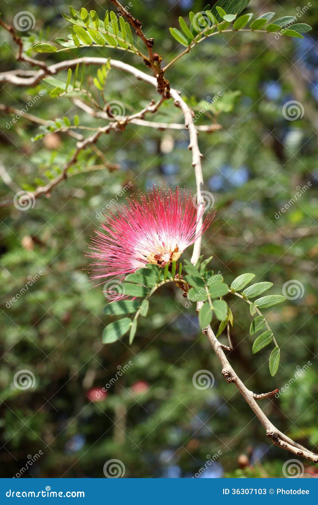 Pride of barbados stock image. Image of color, bright - 36307103