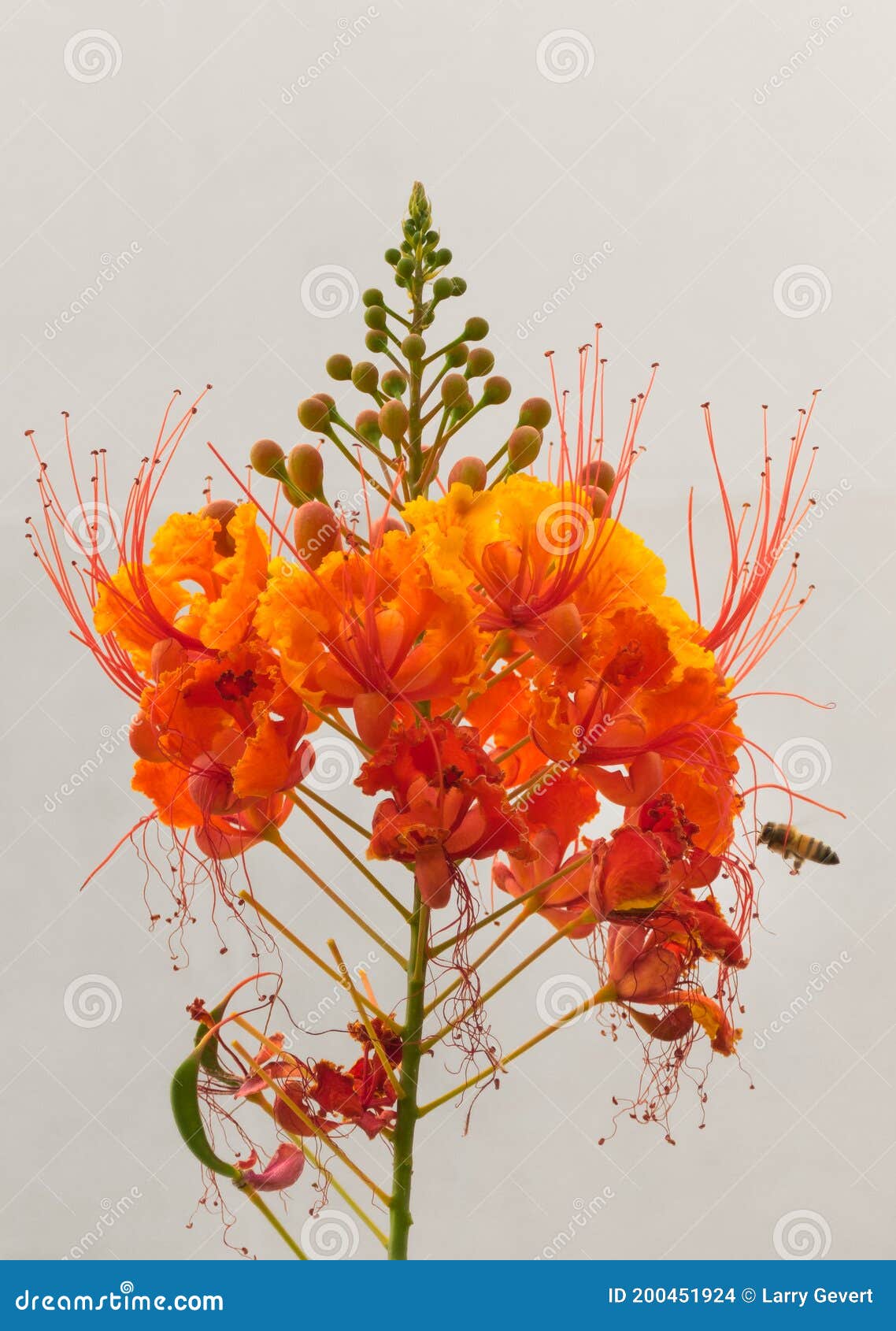 Pride of Barbados, Peacock Flower Stock Photo - Image of close, gardens ...