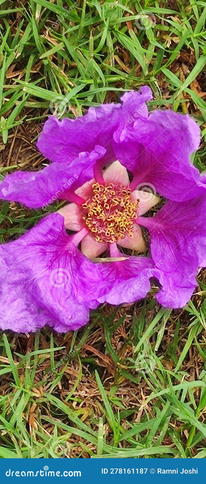 Pride of India or Queen Crape Myrtle Flower Stock Image - Image of ...