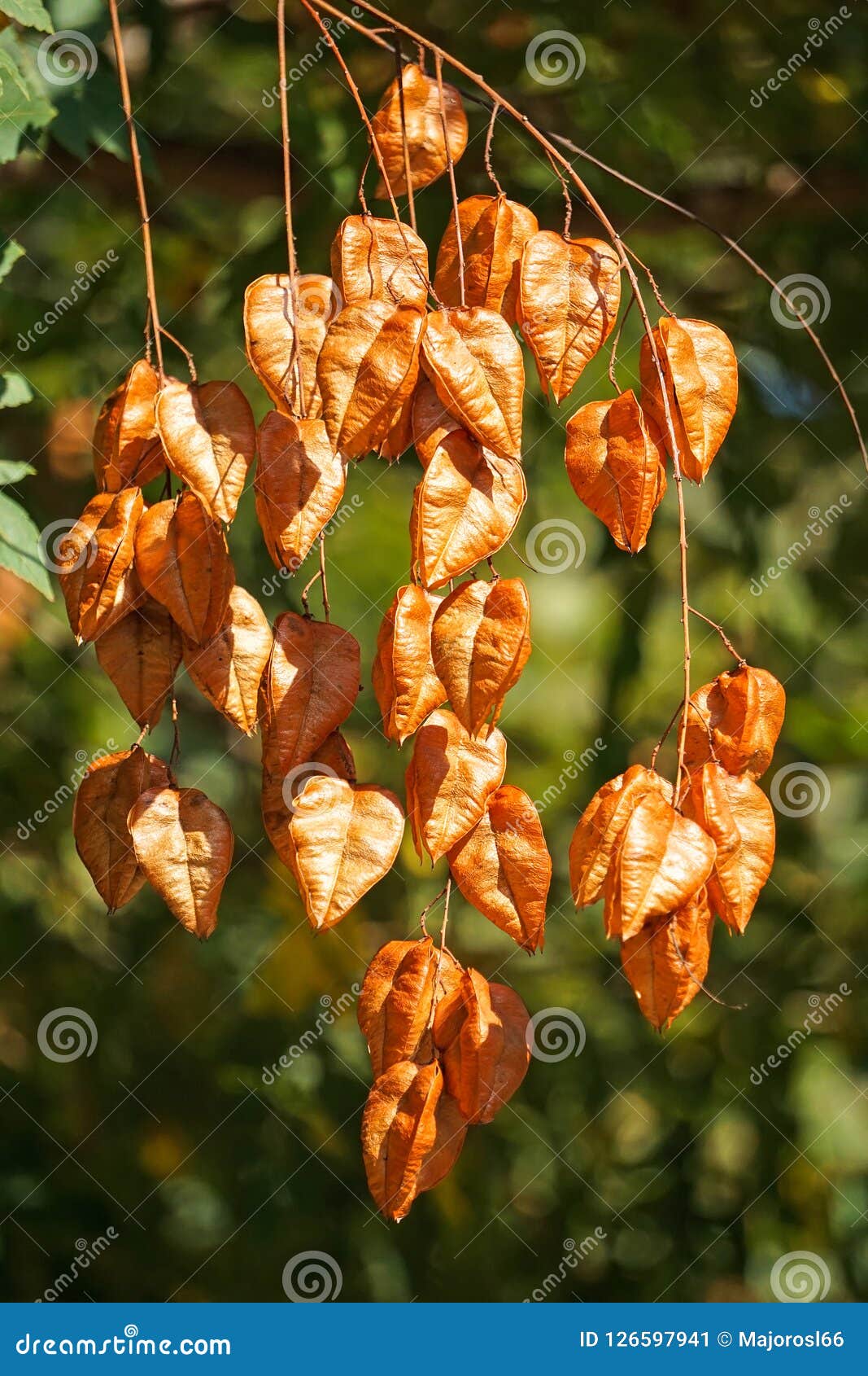 Pride of India Tree in Autumn Stock Image - Image of focus, autumn ...