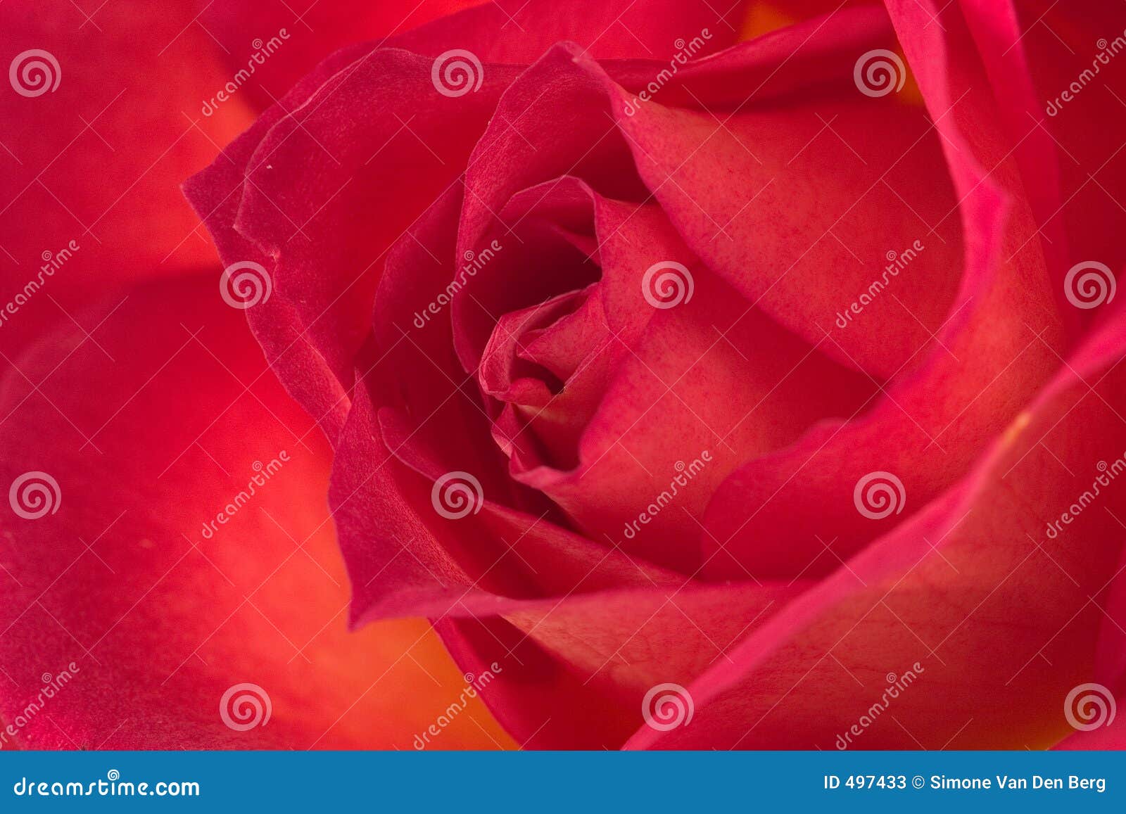 Pride of Kenya stock image. Image of delicate, beautiful - 497433