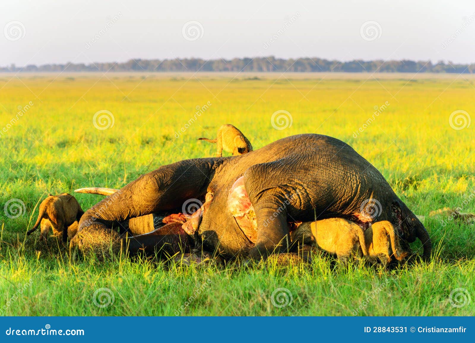 Pride of Lions Devouring an Elephant Stock Image - Image of african ...
