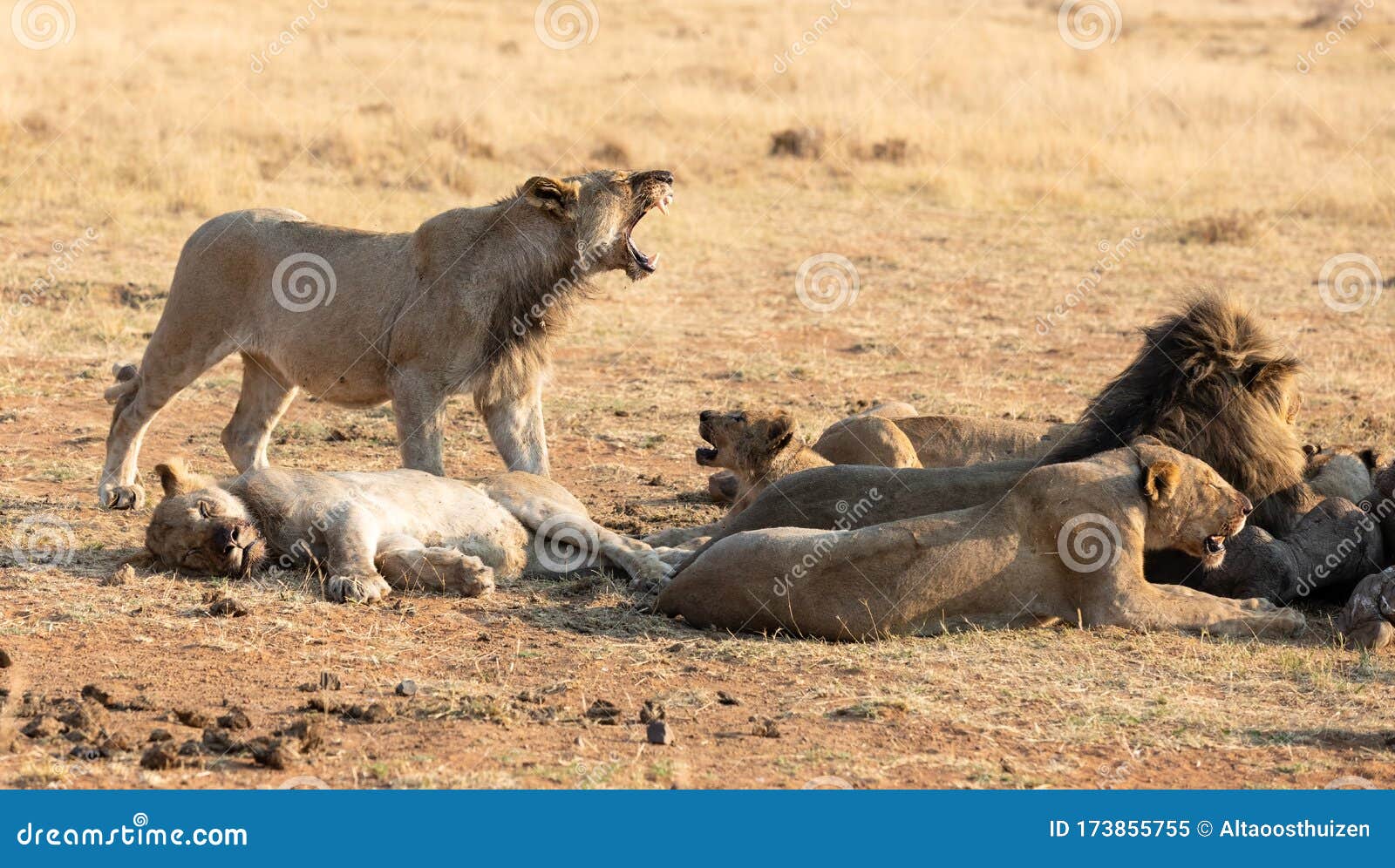 Pride of Lions Eating on a Carcass on a Dry Plain Stock Image - Image ...