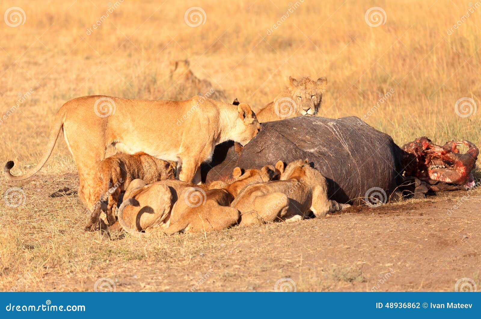 Pride of Lions Eating a Pray in Masai Mara Stock Photo - Image of ...