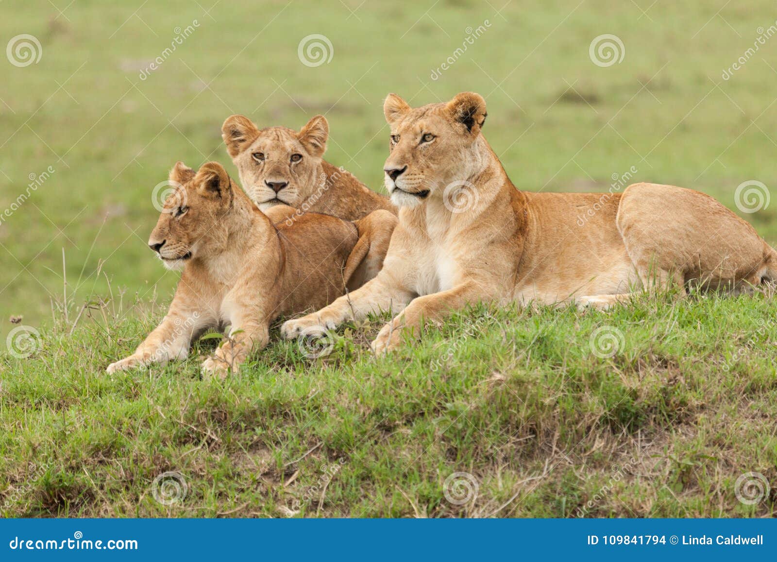 A Pride of Lions on the Grass Stock Photo - Image of pack, group: 109841794