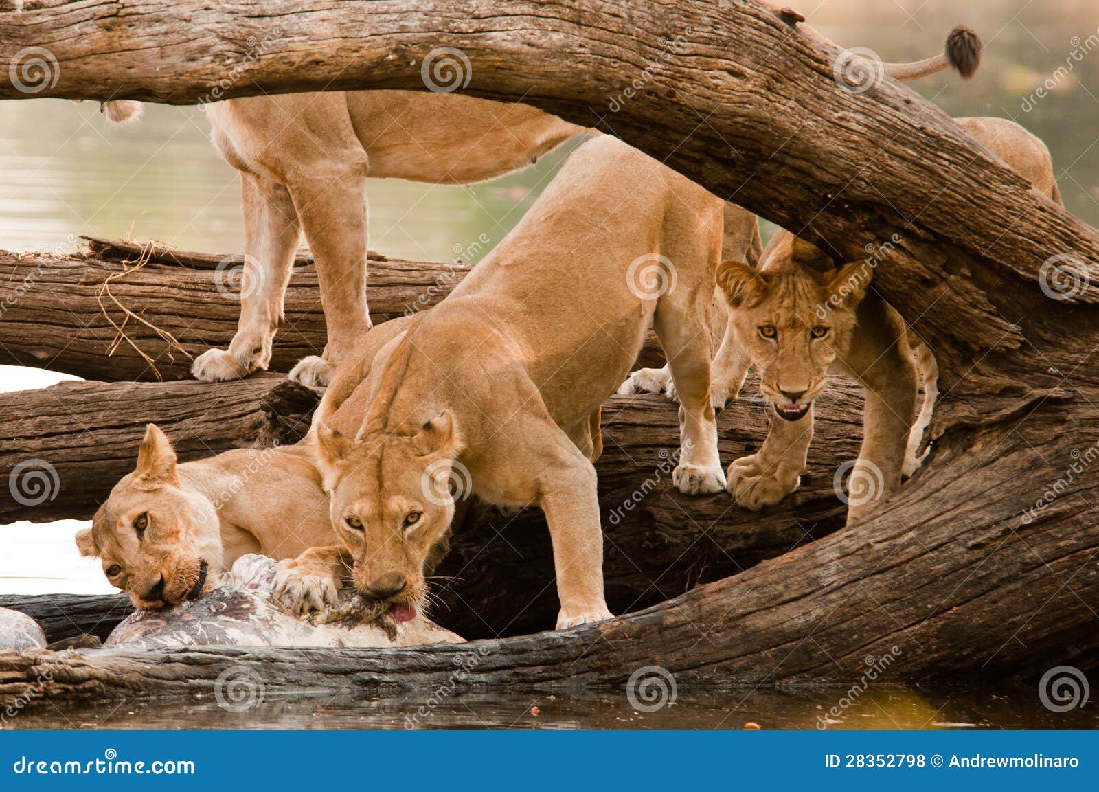 Pride of Lions on Hippo Kill Stock Photo - Image of wildlife, teeth ...