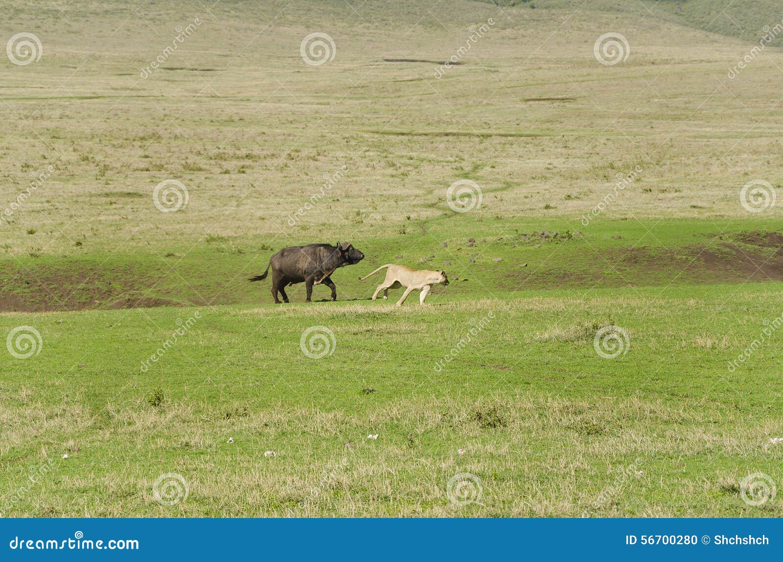 The Pride of Lions Hunting of Buffalo Stock Photo - Image of eating ...