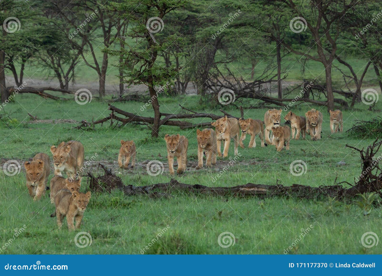 Pride of lions on the move stock photo. Image of pride - 171177370