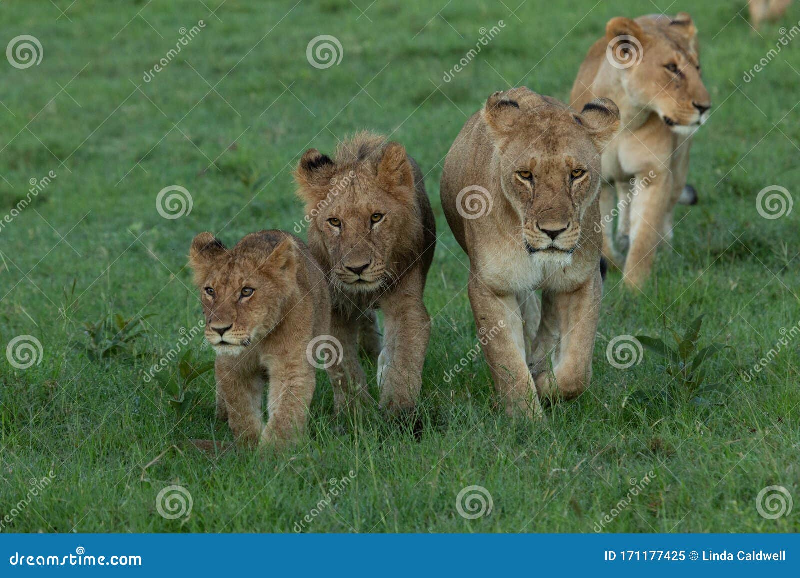 Pride of lions on the move stock image. Image of parade - 171177425