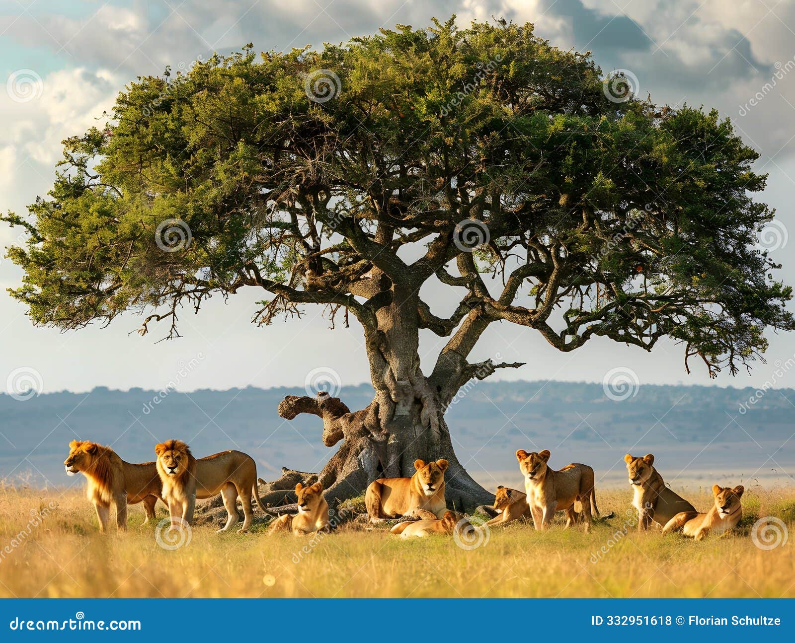 Pride of Lions in the Savannah Under a Large Tree Stock Illustration ...