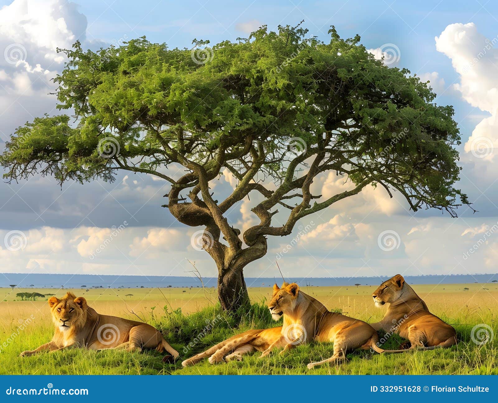 Pride of Lions in the Savannah Under a Large Tree Stock Illustration ...