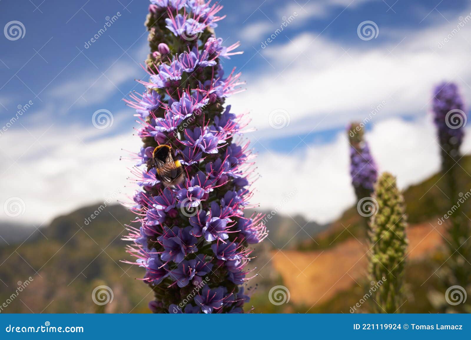 Pride of Madeira, Flower Endemic To Madeira Stock Photo - Image of ...