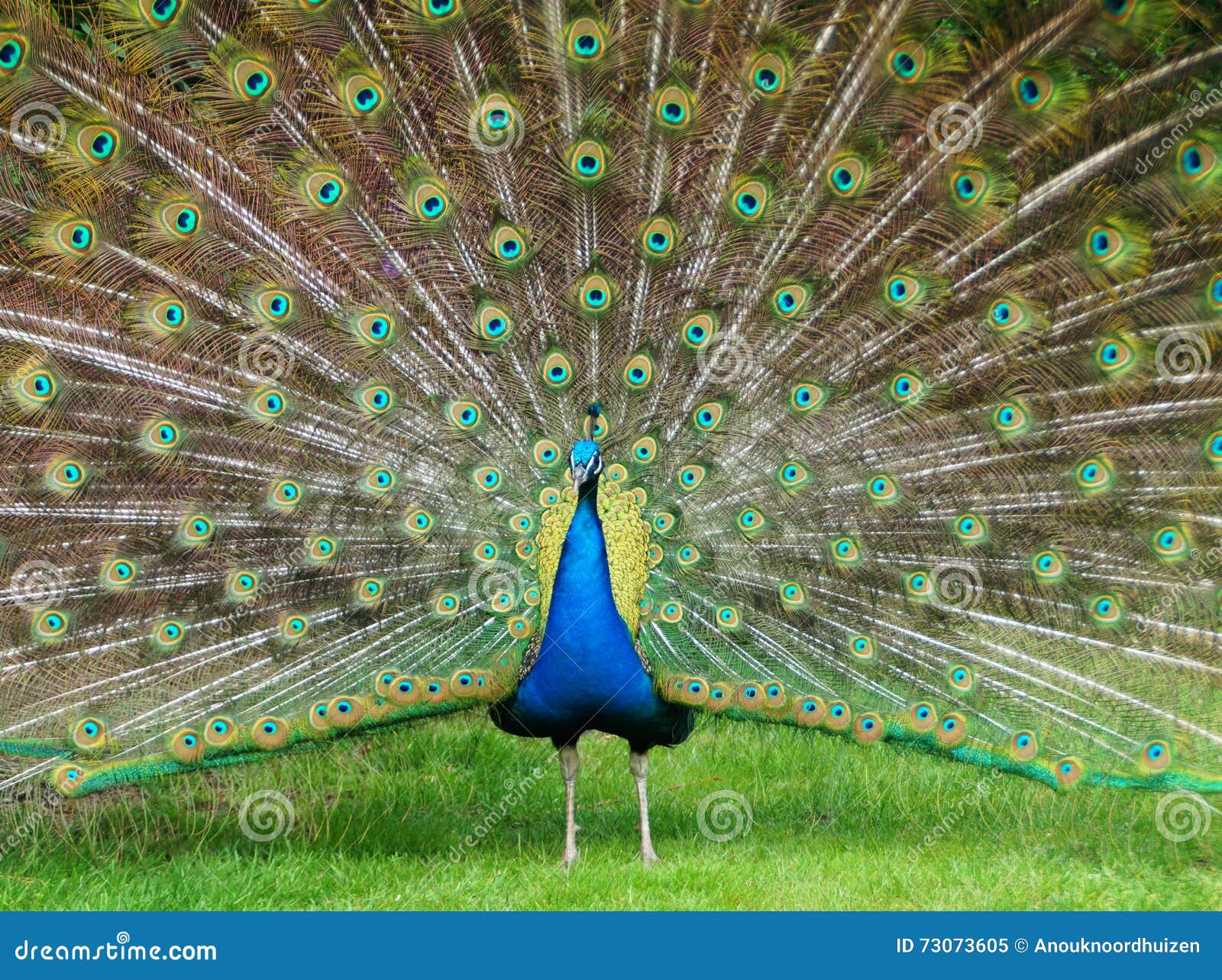 Pride Peacock stock image. Image of male, feathers, peacock - 73073605