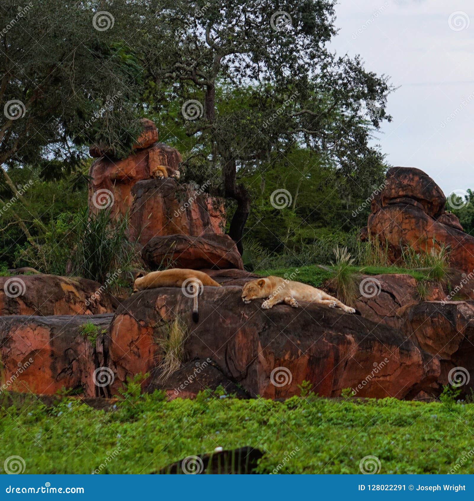 Pride Rock stock image. Image of rock, pride, lion, africa - 128022291