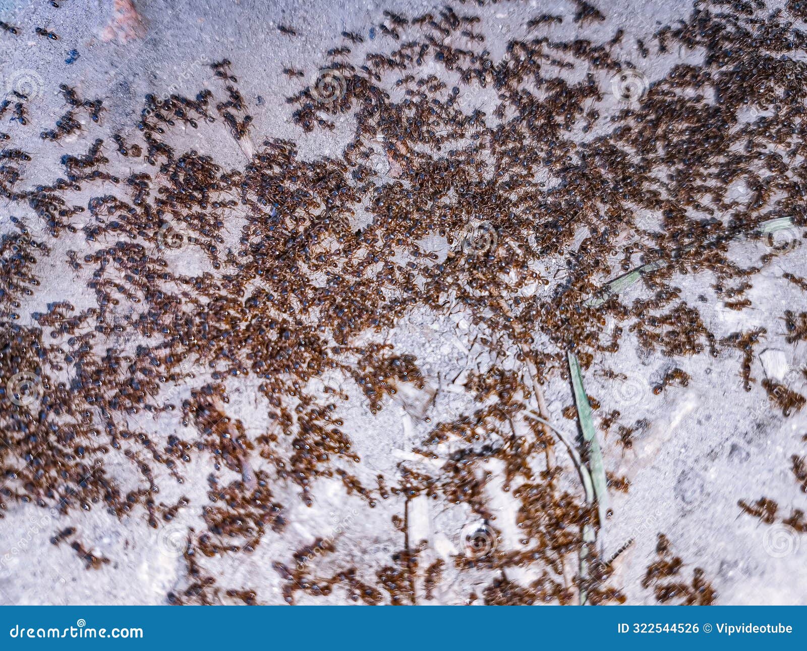 A Pride of Small Yellow Ants Move Along a Well-trodden Path Stock Photo ...