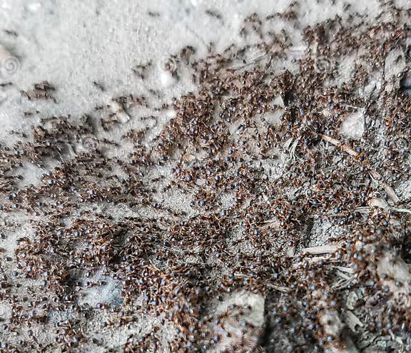 A Pride of Small Yellow Ants Move Along a Well-trodden Path Stock Image ...