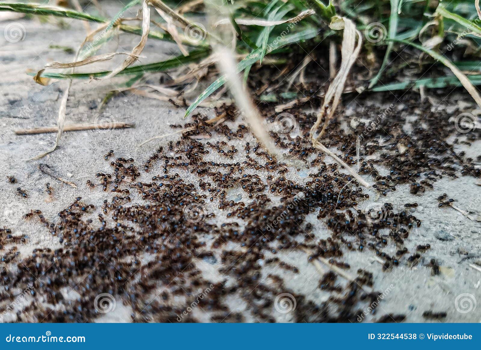 A Pride of Small Yellow Ants Move Along a Well-trodden Path Stock Photo ...