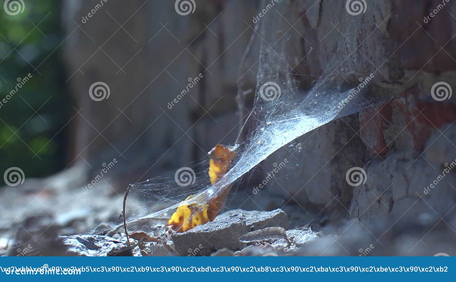 Priest, Pitfall, Spider, Insect Stock Footage - Video of memory ...