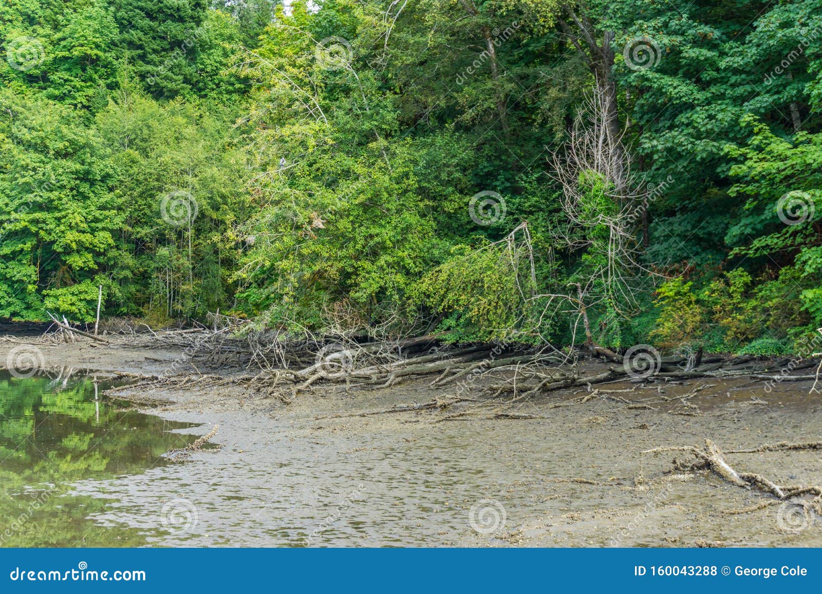 Priest Point Park Shoreline 2 Stock Photo - Image of landscape, grass ...