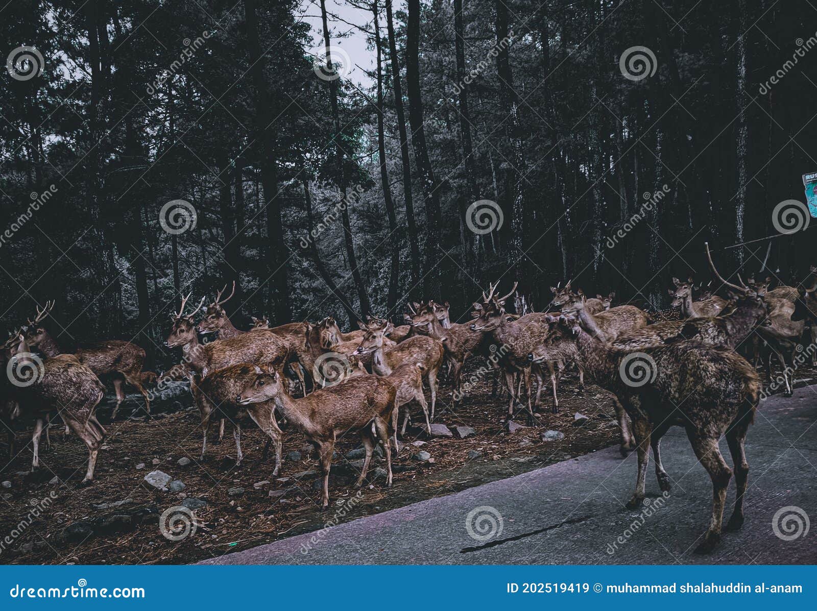 Prigen Zoo, at Prigen, Pasuruan, Indonesia Editorial Stock Image ...