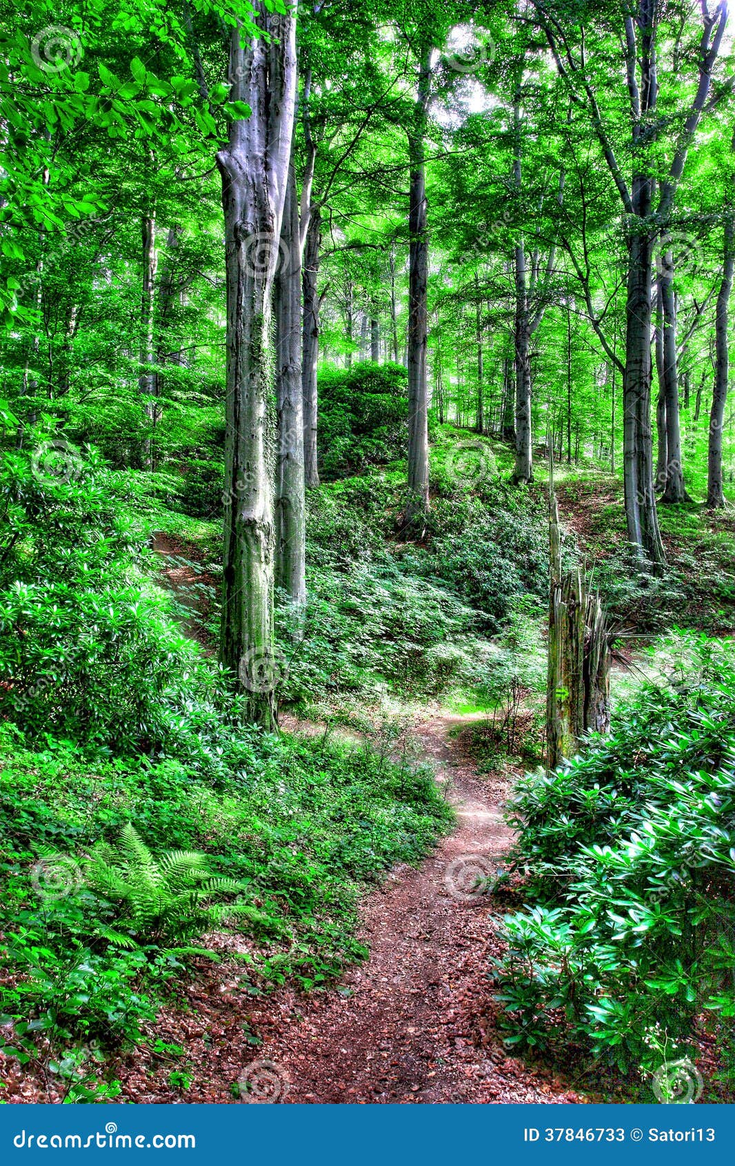 Primaeval forest stock image. Image of green, leaves - 37846733