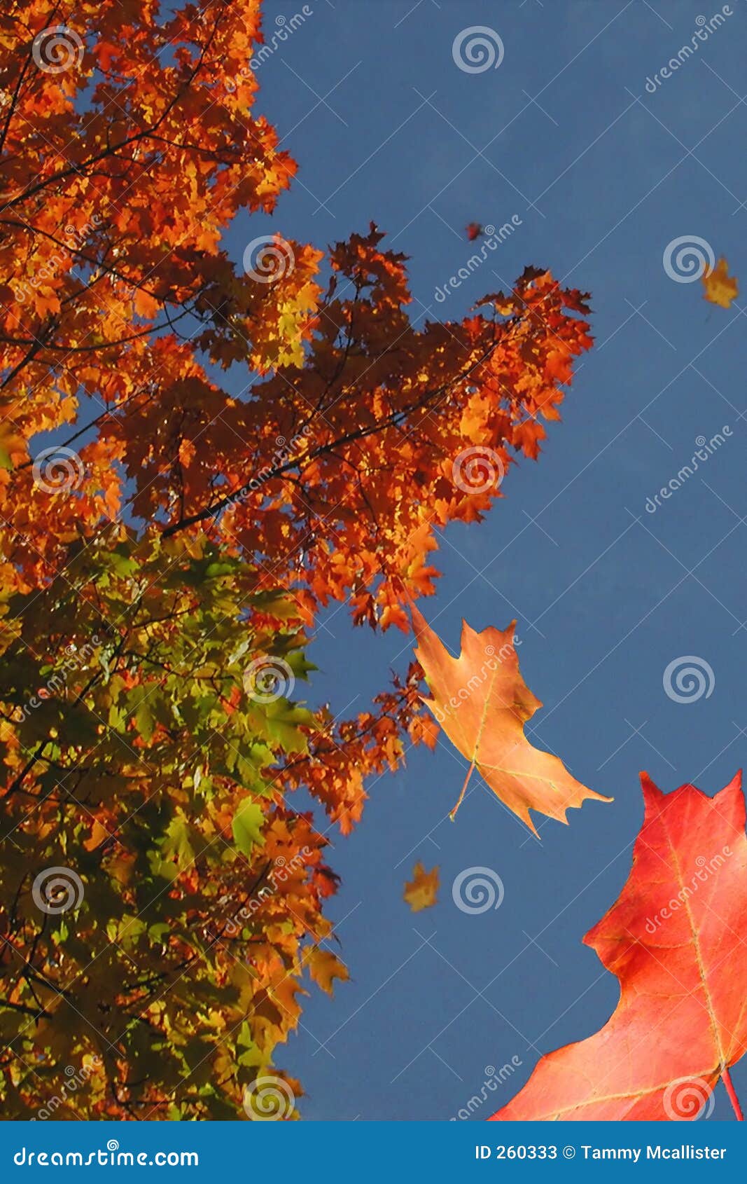 Primarily Falling stock image. Image of macro, fall, texture - 260333