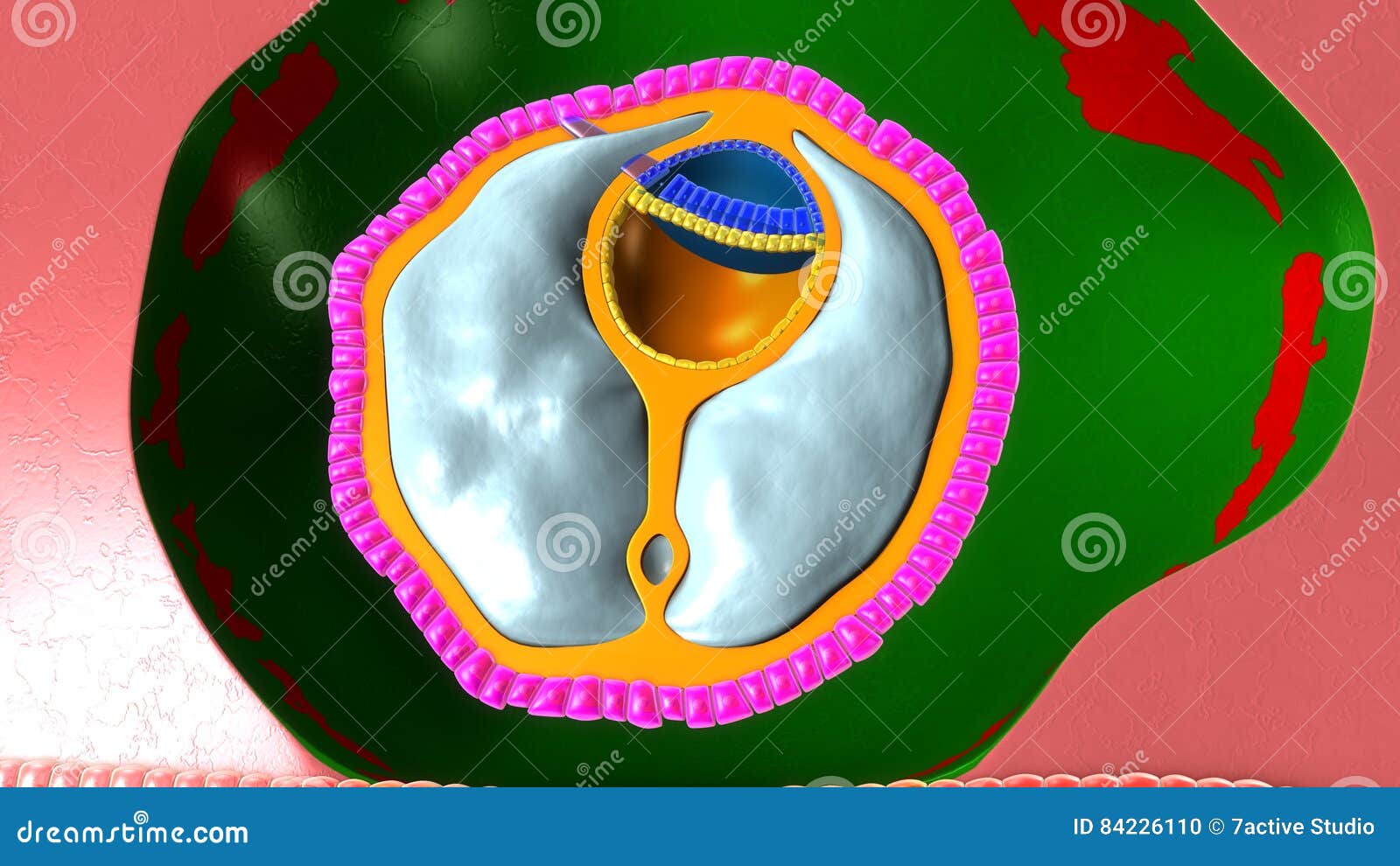 Primary Germ Layer stock illustration. Illustration of fertilization ...