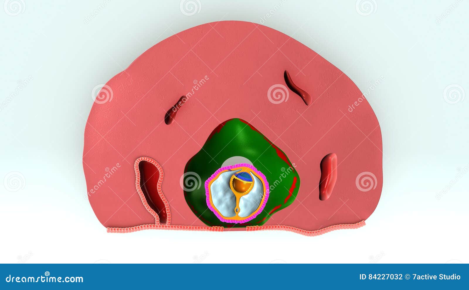 Gastrulation Cartoons, Illustrations & Vector Stock Images - 25 ...