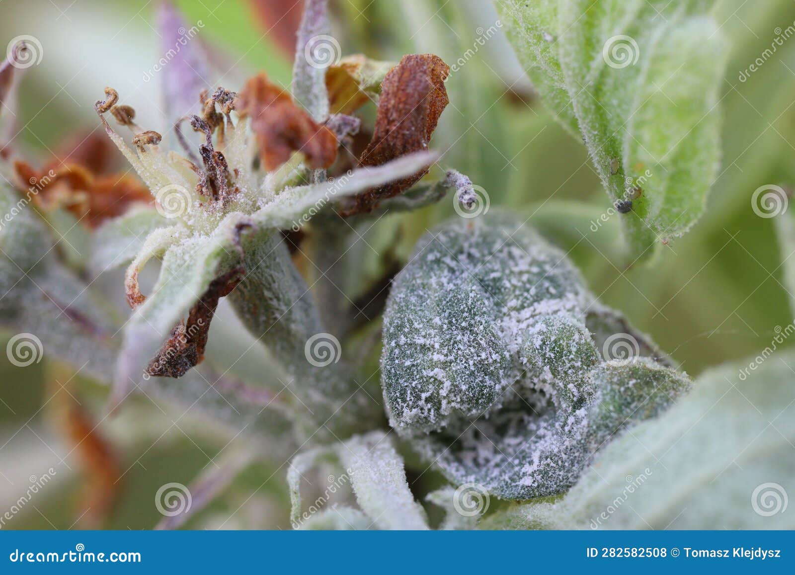 Primary Infection of Powdery Mildew (Podosphaera Leucotricha) on Apple ... Primary Infection of Powdery Mildew (Podosphaera Leucotricha) on Apple ...