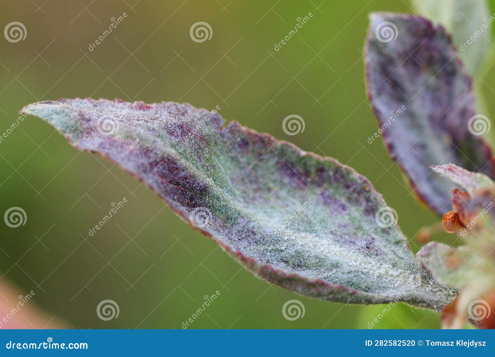 Primary Infection of Powdery Mildew (Podosphaera Leucotricha) on Apple ... Primary Infection of Powdery Mildew (Podosphaera Leucotricha) on Apple ...