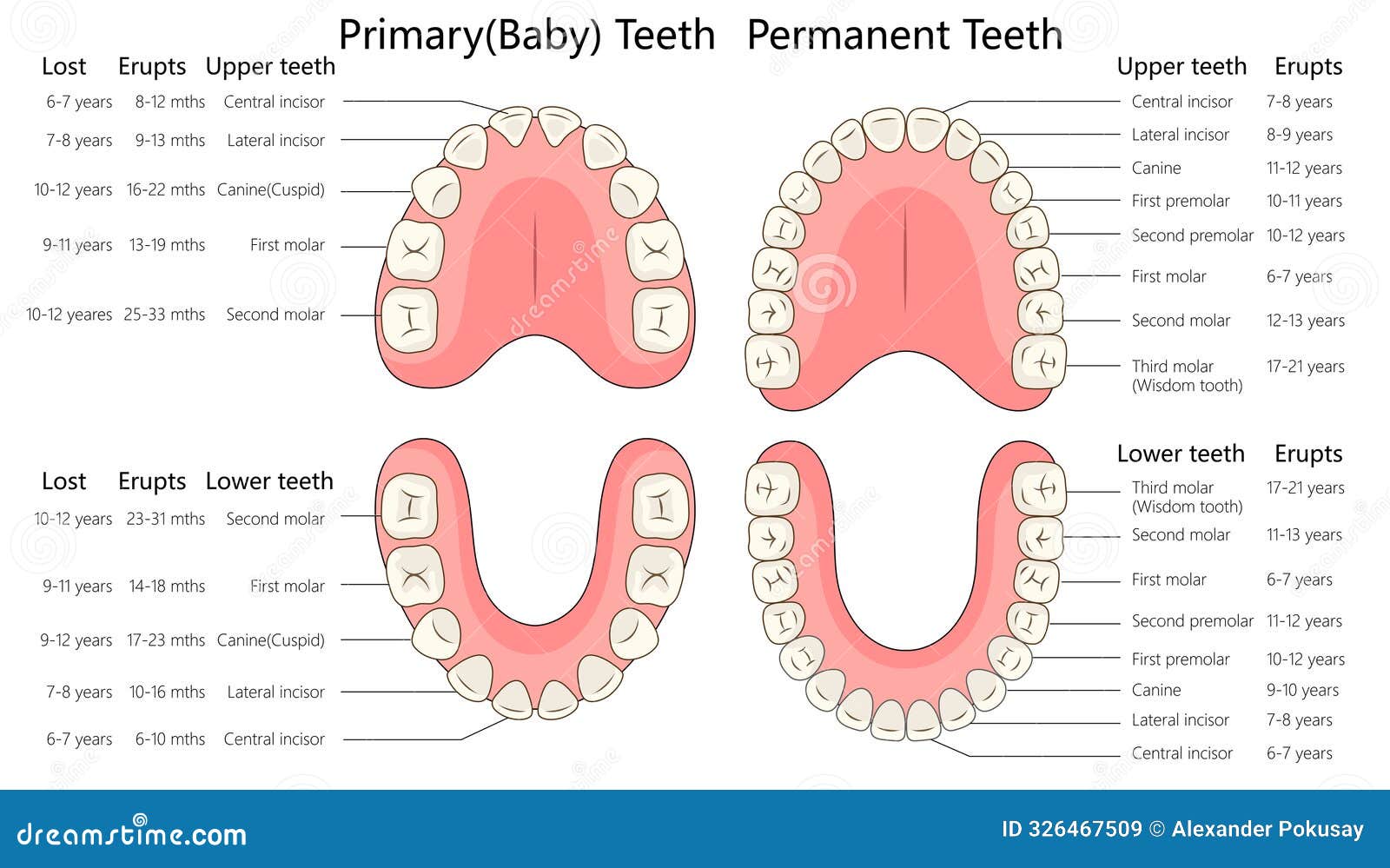 Primary and Permanent Teeth Development Diagram Stock Illustration ...