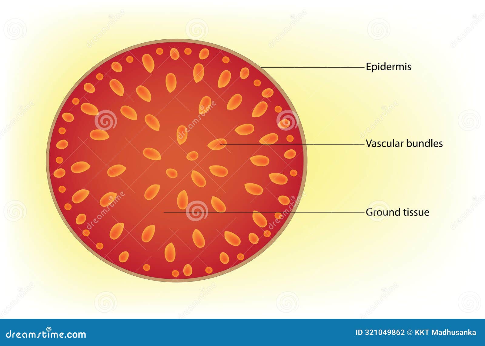Primary Structure of Cross Section of Typical Monocot Stem Stock Vector ...