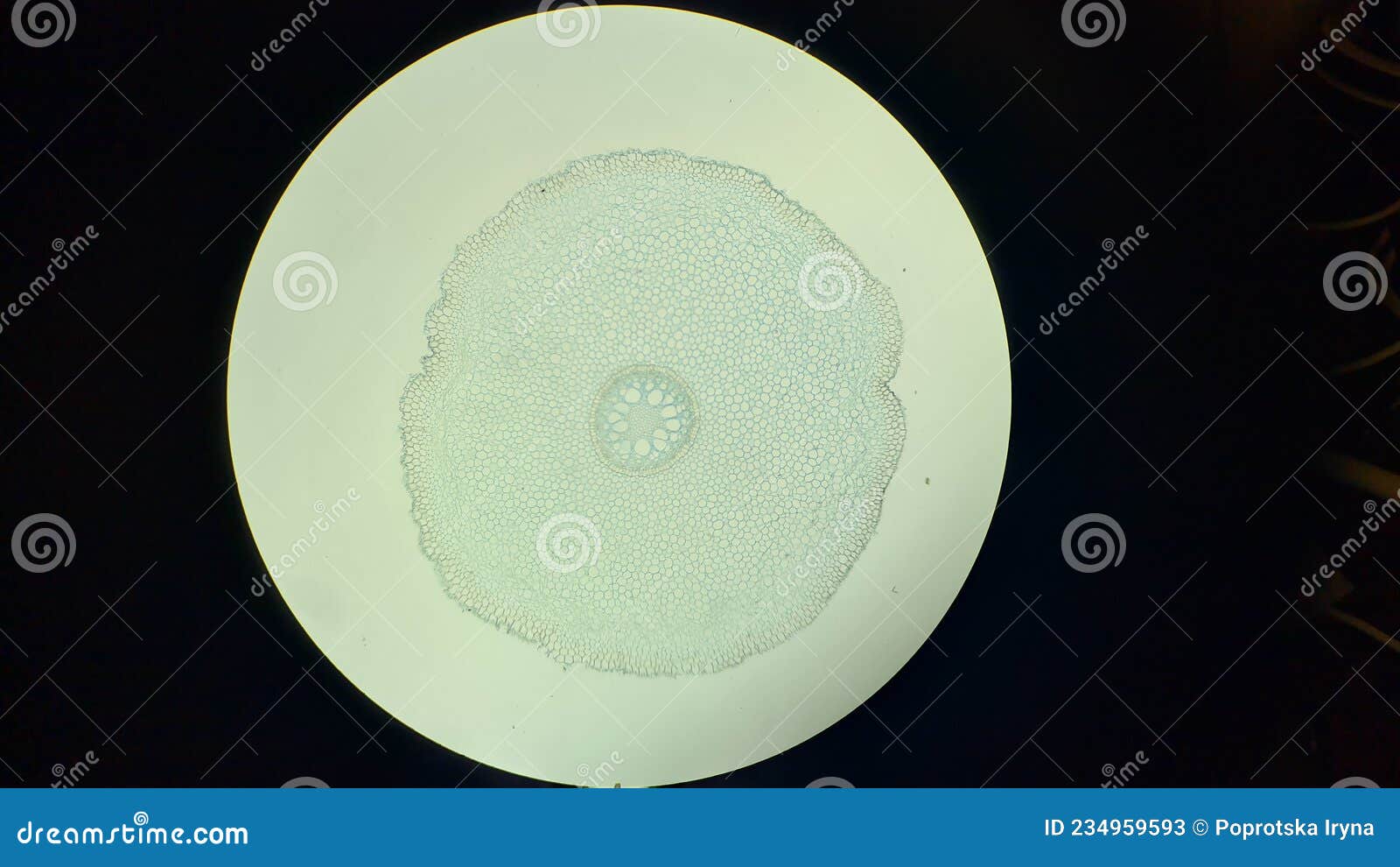 Primary Structure of Iris Root, Micro Photo Stock Image - Image of ...