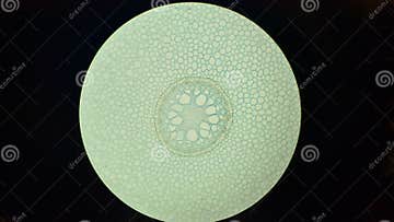 Primary Structure of Iris Root, Microscopic Photography Stock Photo ...
