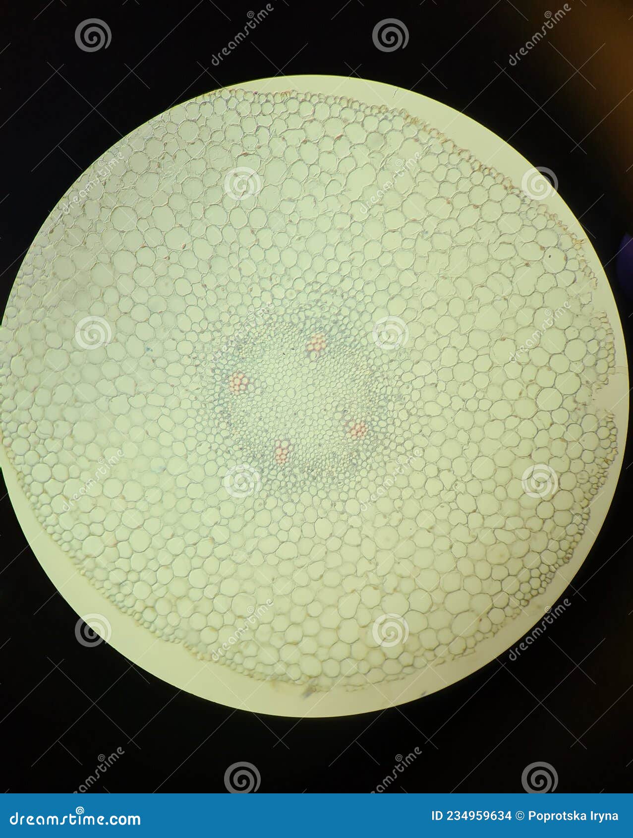 Primary Structure of Root, Permanent Microscopic Photography Stock ...