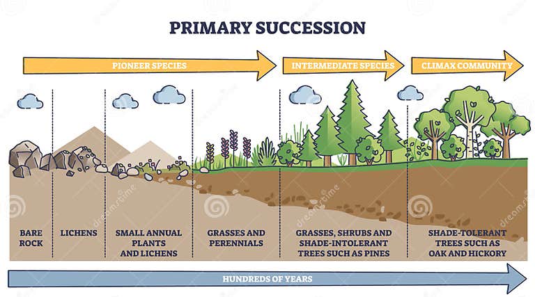 Primary Succession and Ecological Growth Process Stages Outline Diagram ... Primary Succession and Ecological Growth Process Stages Outline Diagram ...
