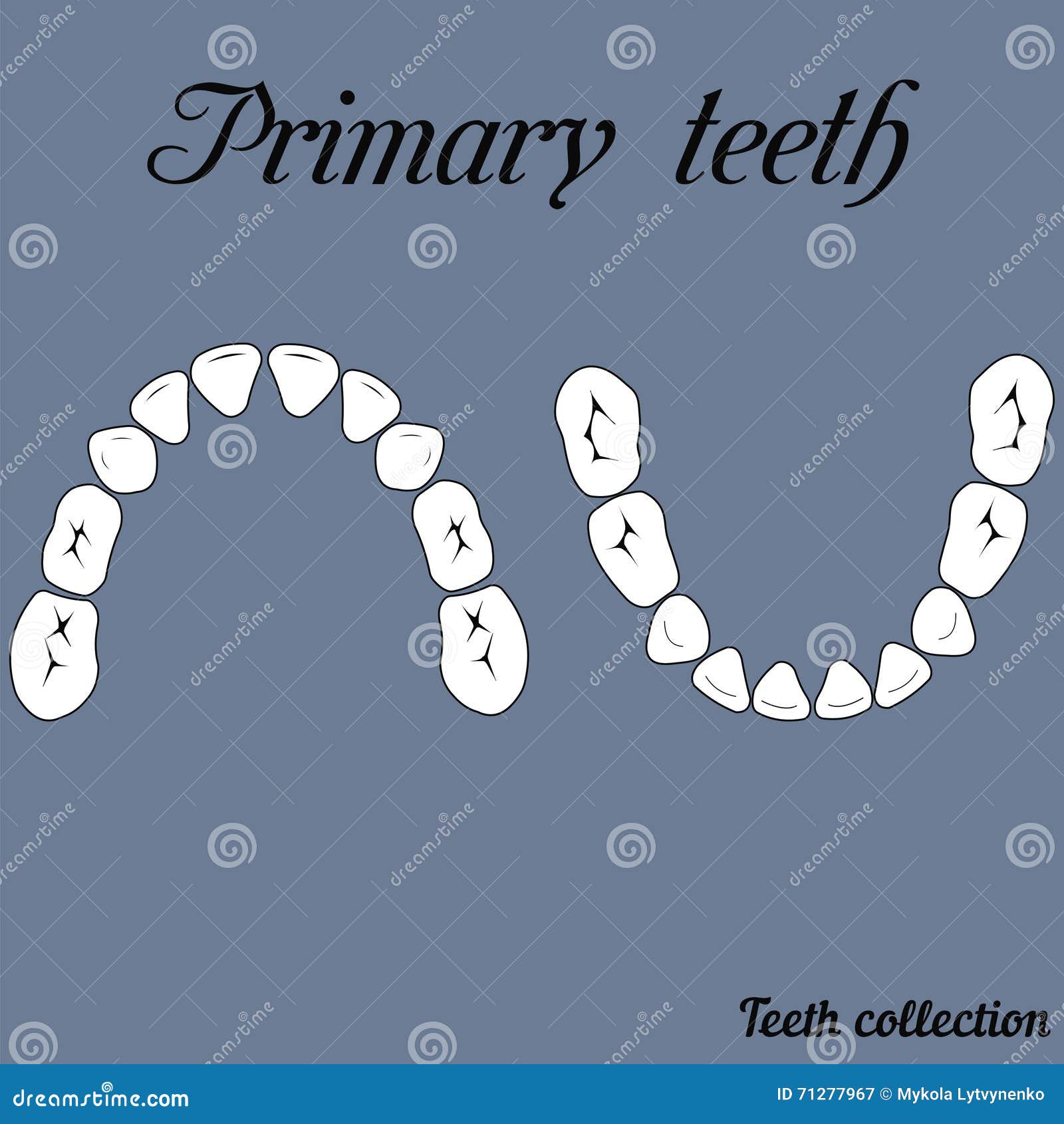 Primary Teeth Chewing Surface Stock Vector - Illustration of enamel ...
