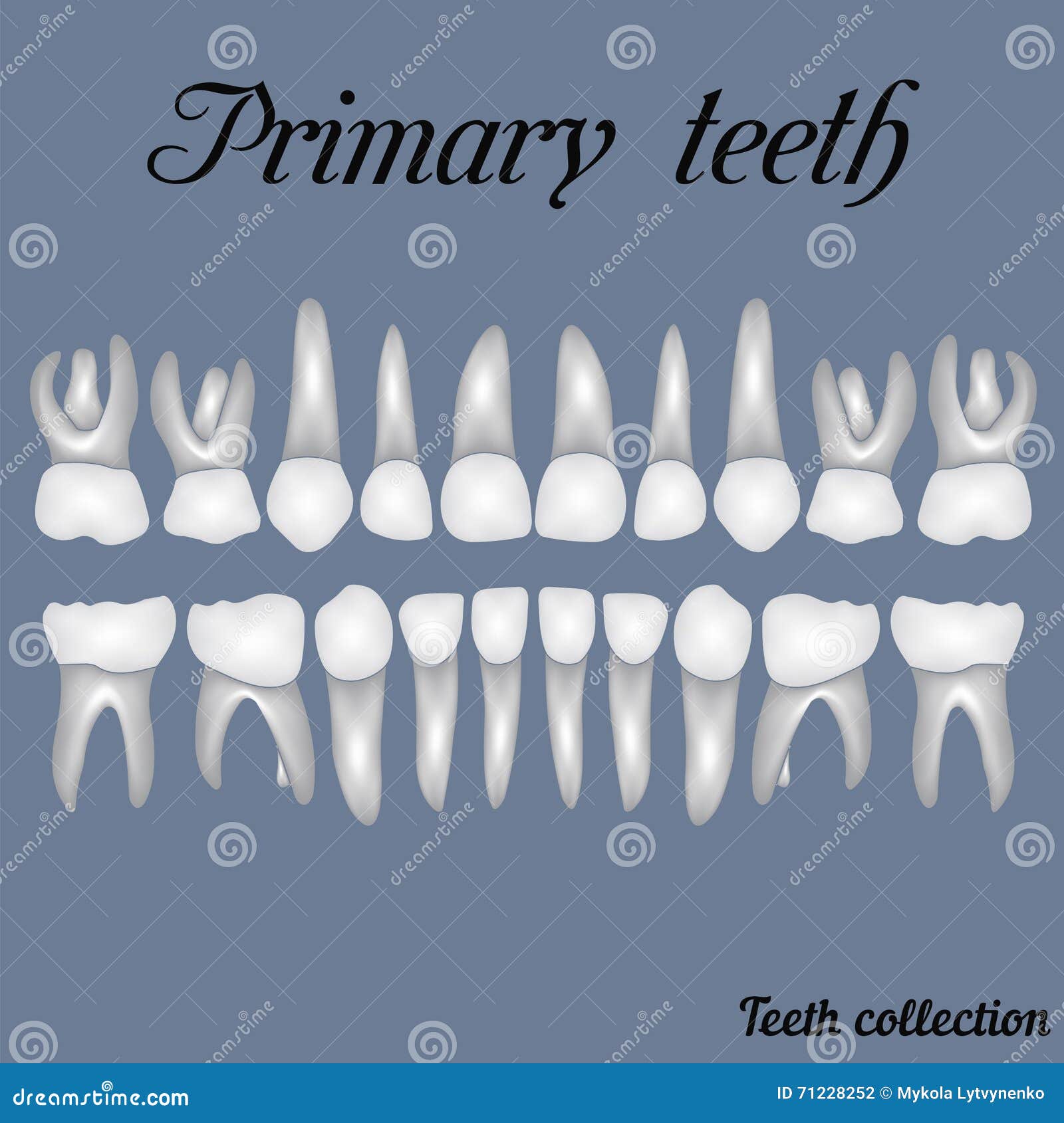 Primary Teeth Vector Illustration | CartoonDealer.com #69165006